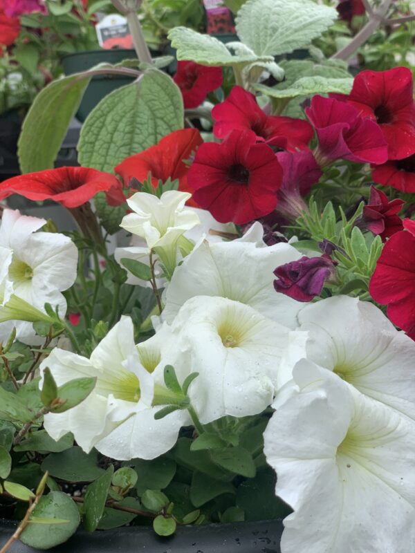 Home - Country Rose Flowers